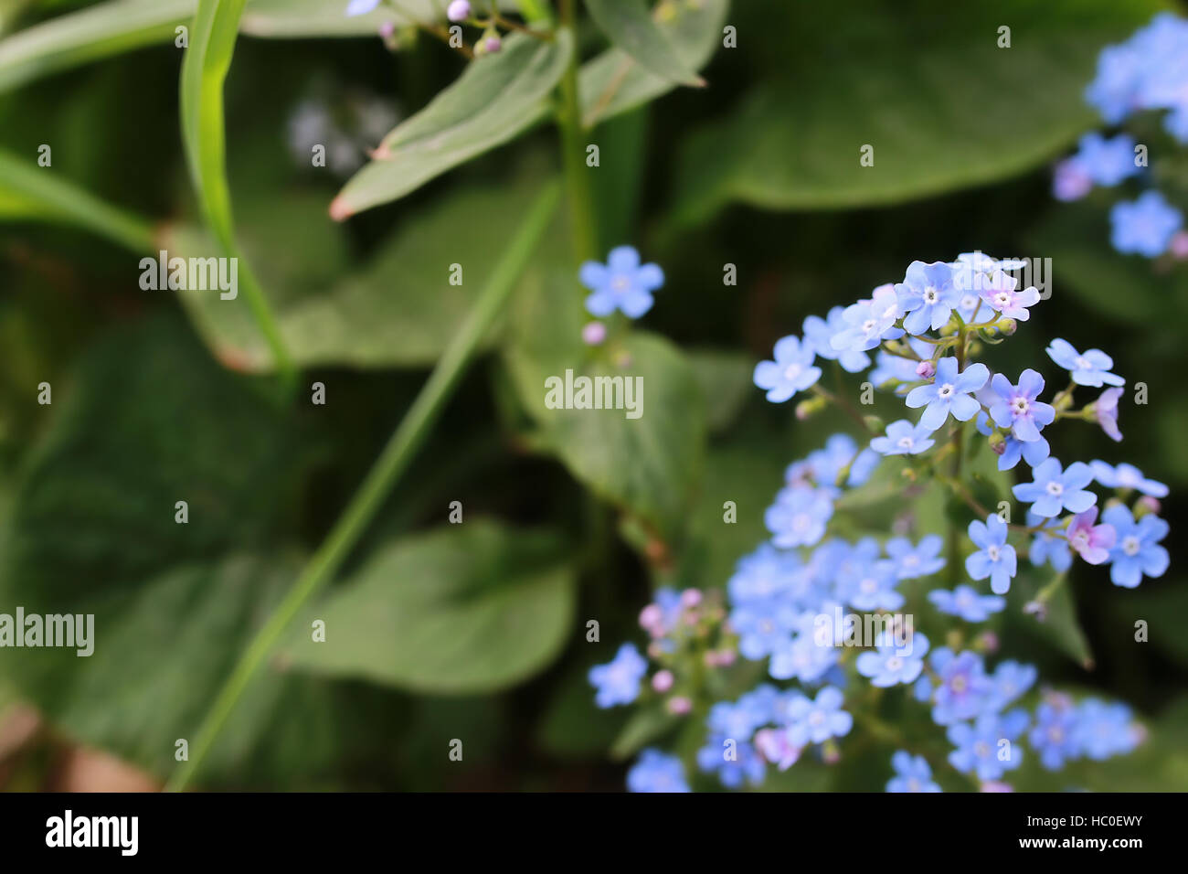 spring macro leaf and flower of new life Stock Photo - Alamy