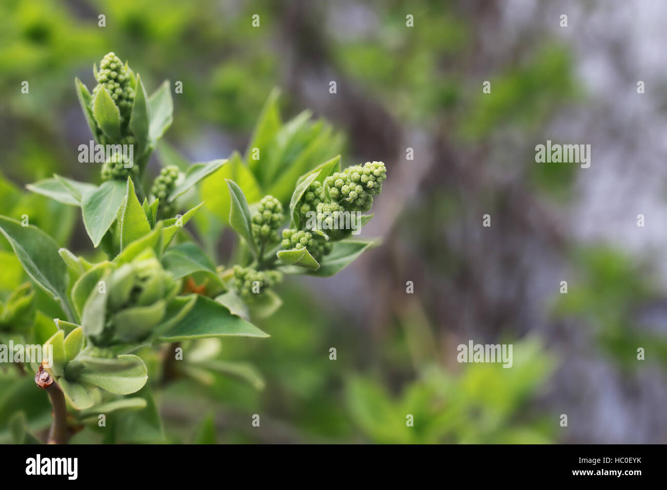 spring macro leaf and flower of new life Stock Photo - Alamy