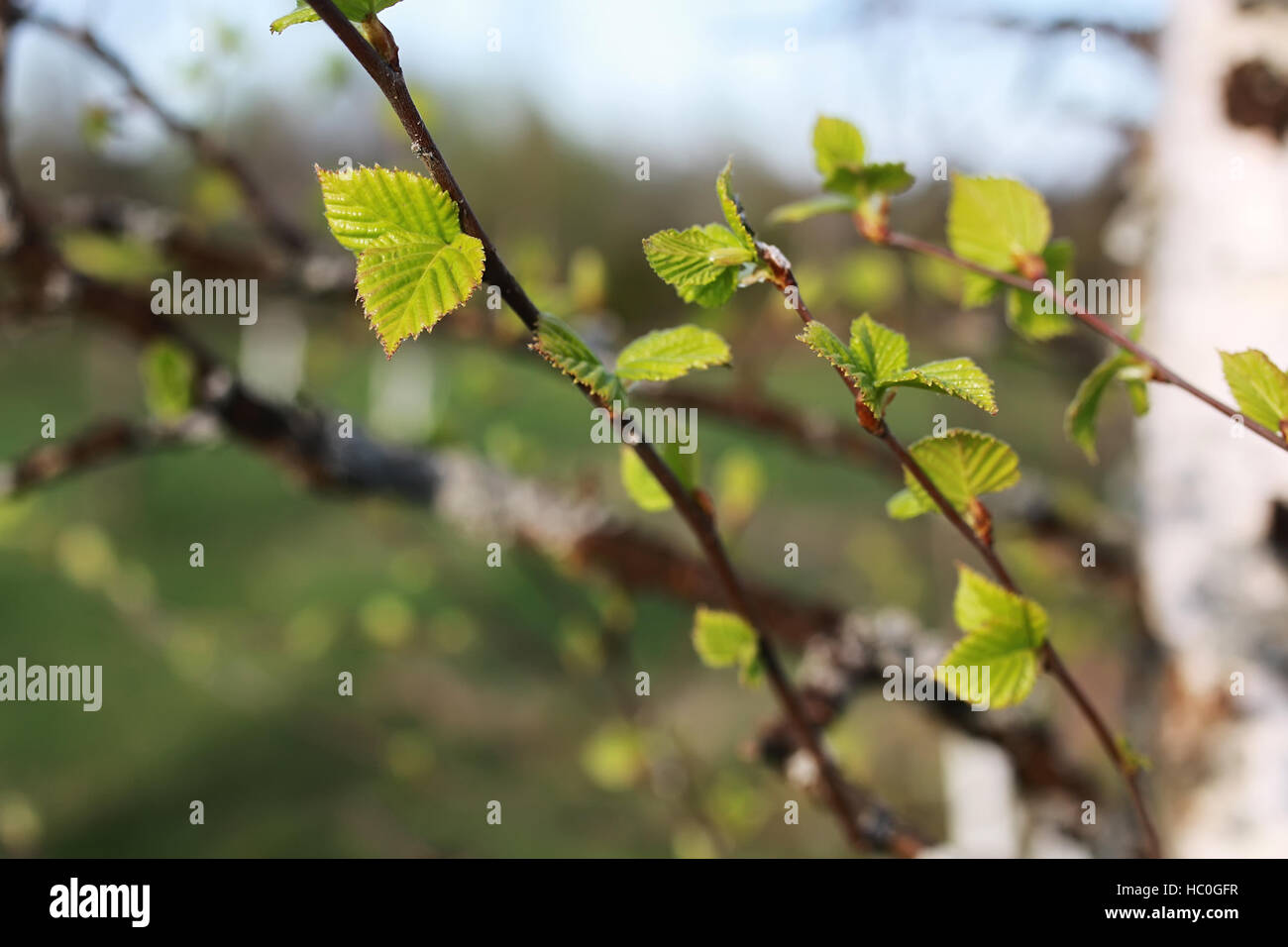 fresh spring leaves on a tree Stock Photo - Alamy