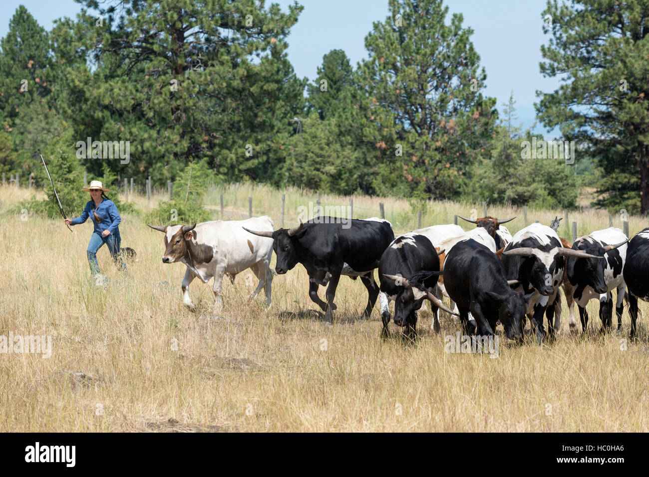 Woman herding cows on a ranch in Wallowa County, Oregon Stock Photo - Alamy