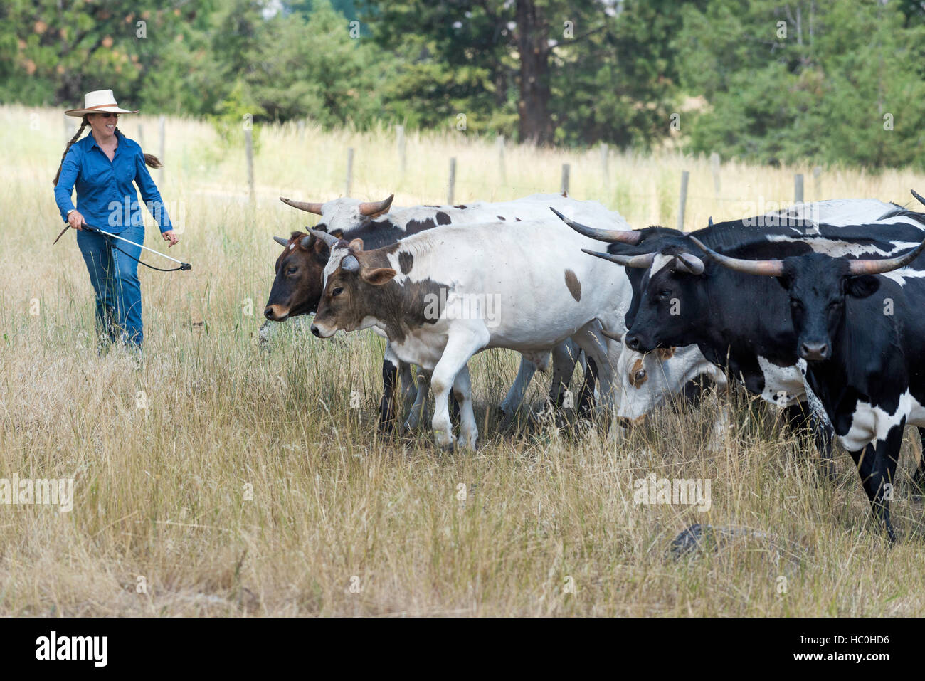 Cattle prod hi-res stock photography and images - Alamy