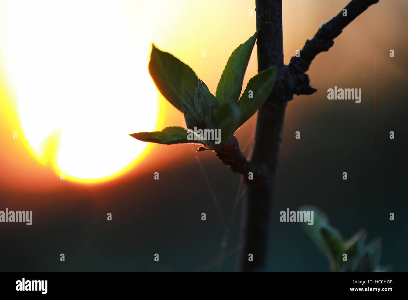 fresh spring leaves on a tree Stock Photo - Alamy