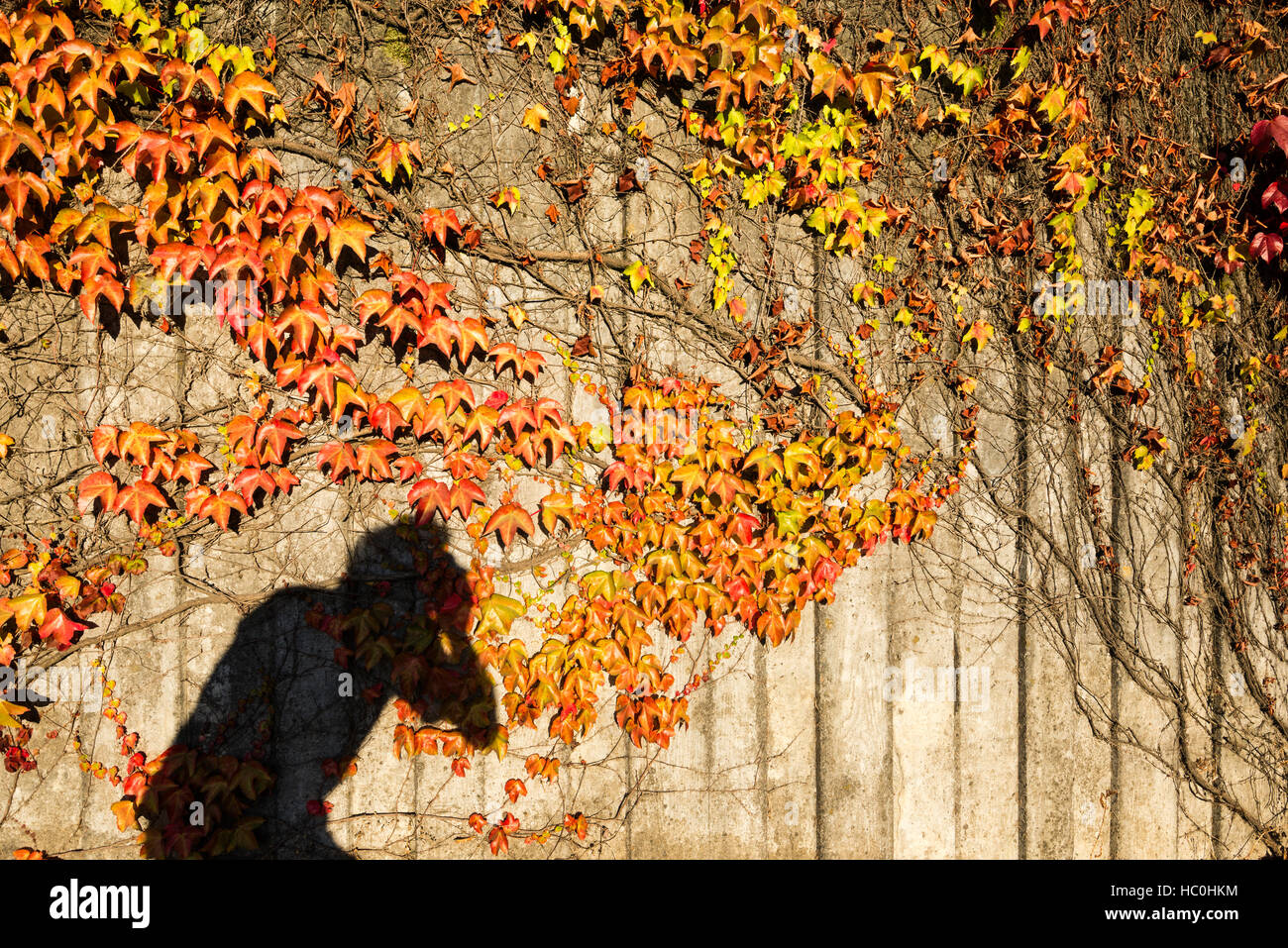 Figure shadow on wall hi-res stock photography and images - Alamy