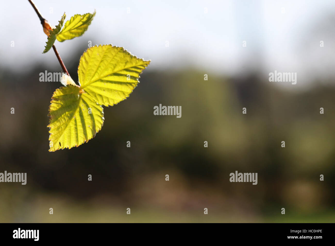 fresh spring leaves on a tree Stock Photo - Alamy
