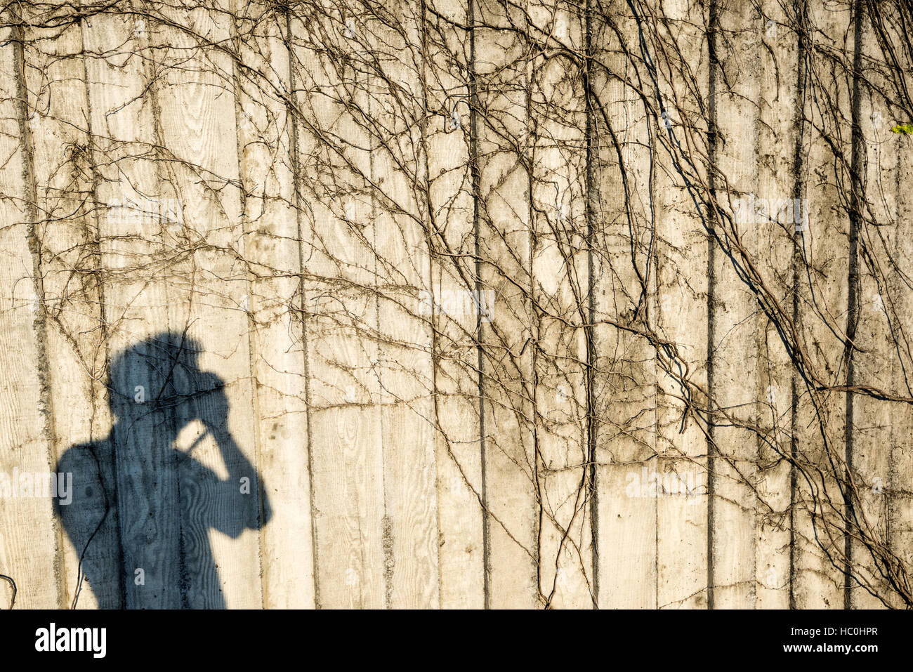 Photographer shadow on ivy covered wall, Scotia, California Stock Photo ...