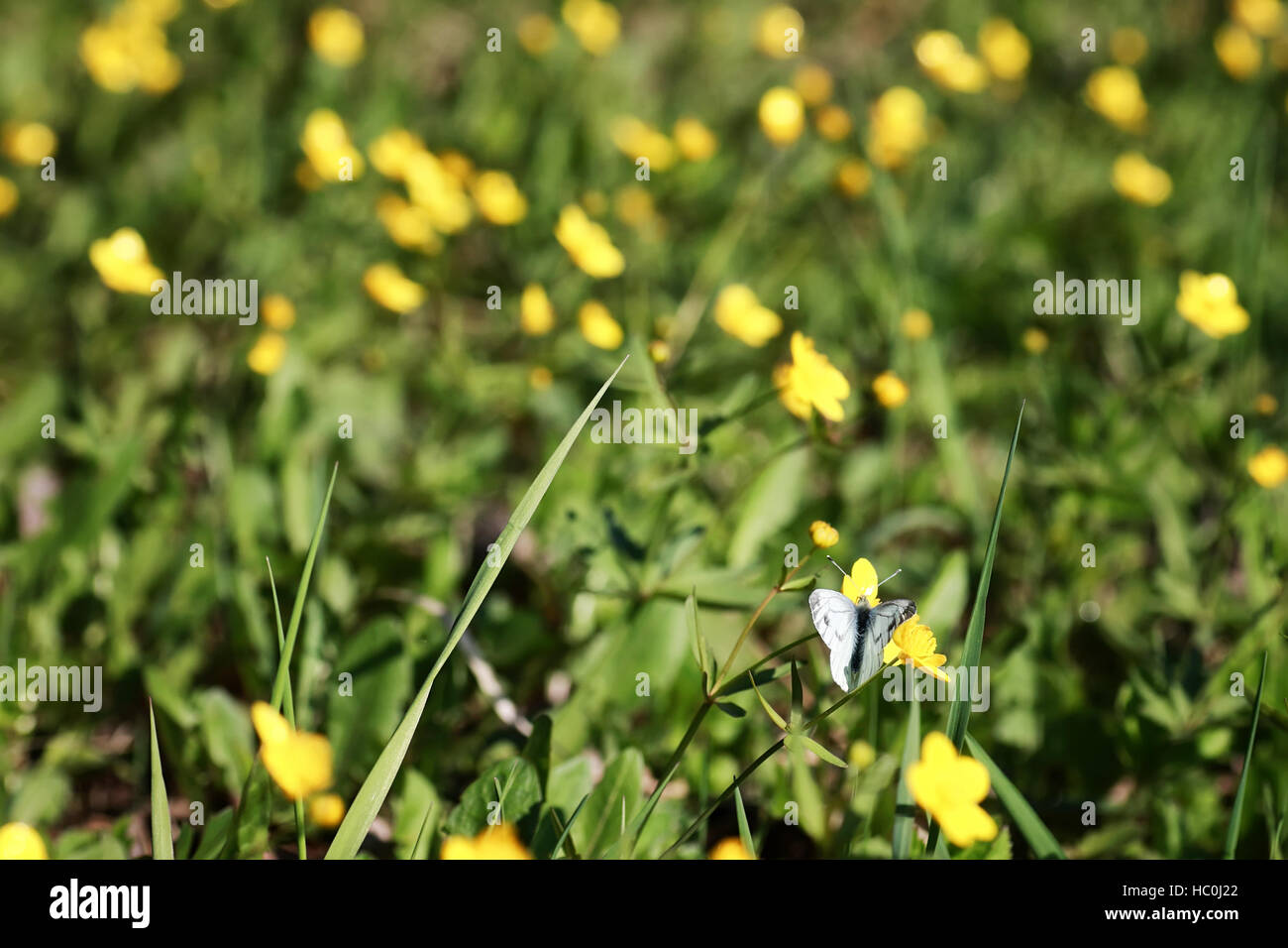 wild spring flower in a field Stock Photo - Alamy