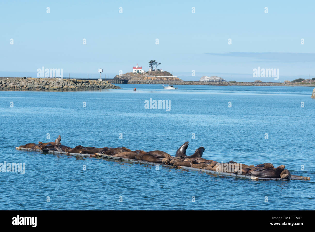 Sea lions laying on a floating dock in Crescent Harbor, Crescent City ...