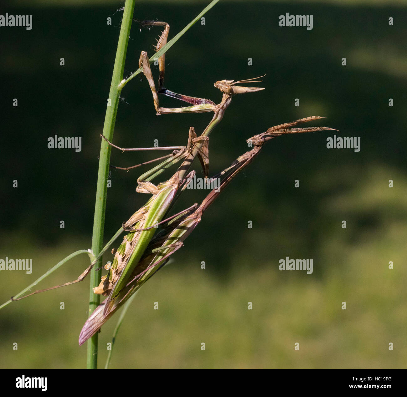 Empusidae hi-res stock photography and images - Alamy