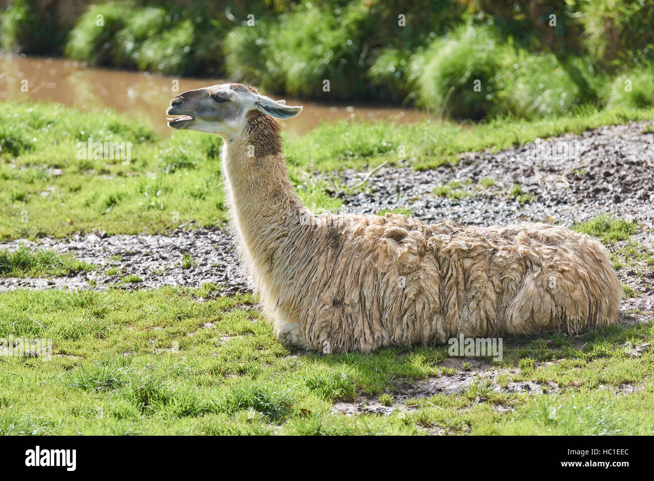 Lying down Llama Calling Stock Photo - Alamy