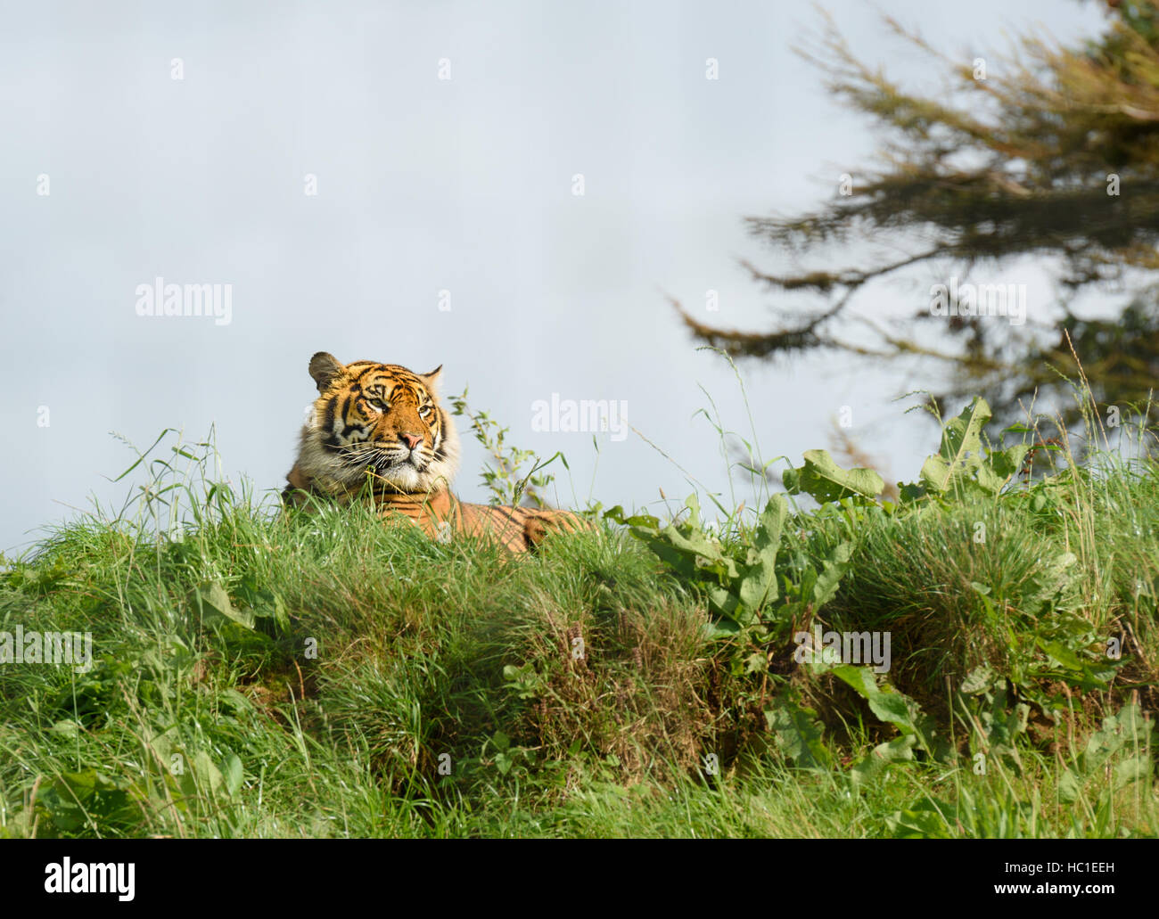 Tiger Relaxing In The Sun High Resolution Stock Photography and Images ...