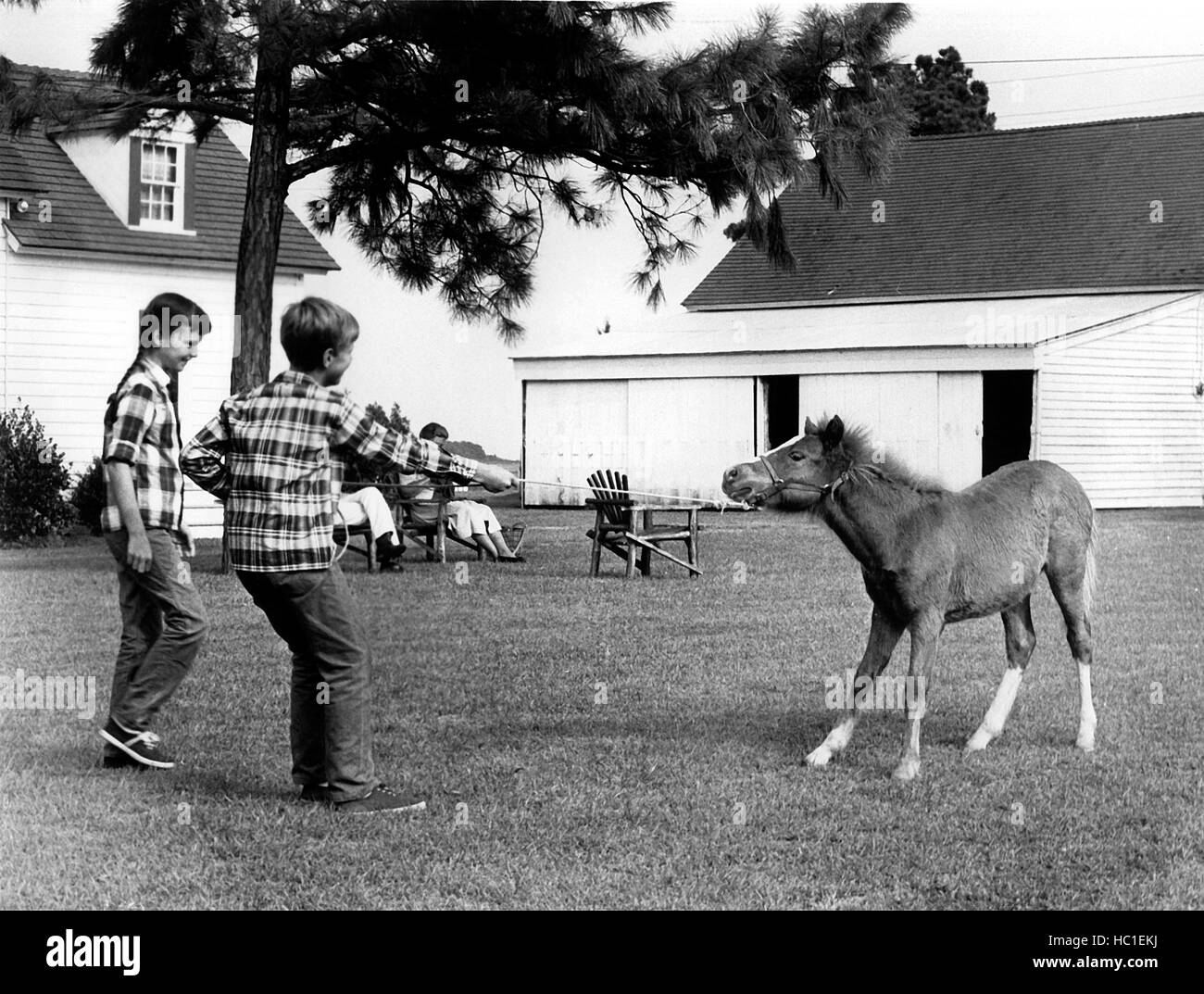 Misty pam smith, david ladd, 1961 hi-res stock photography and images ...