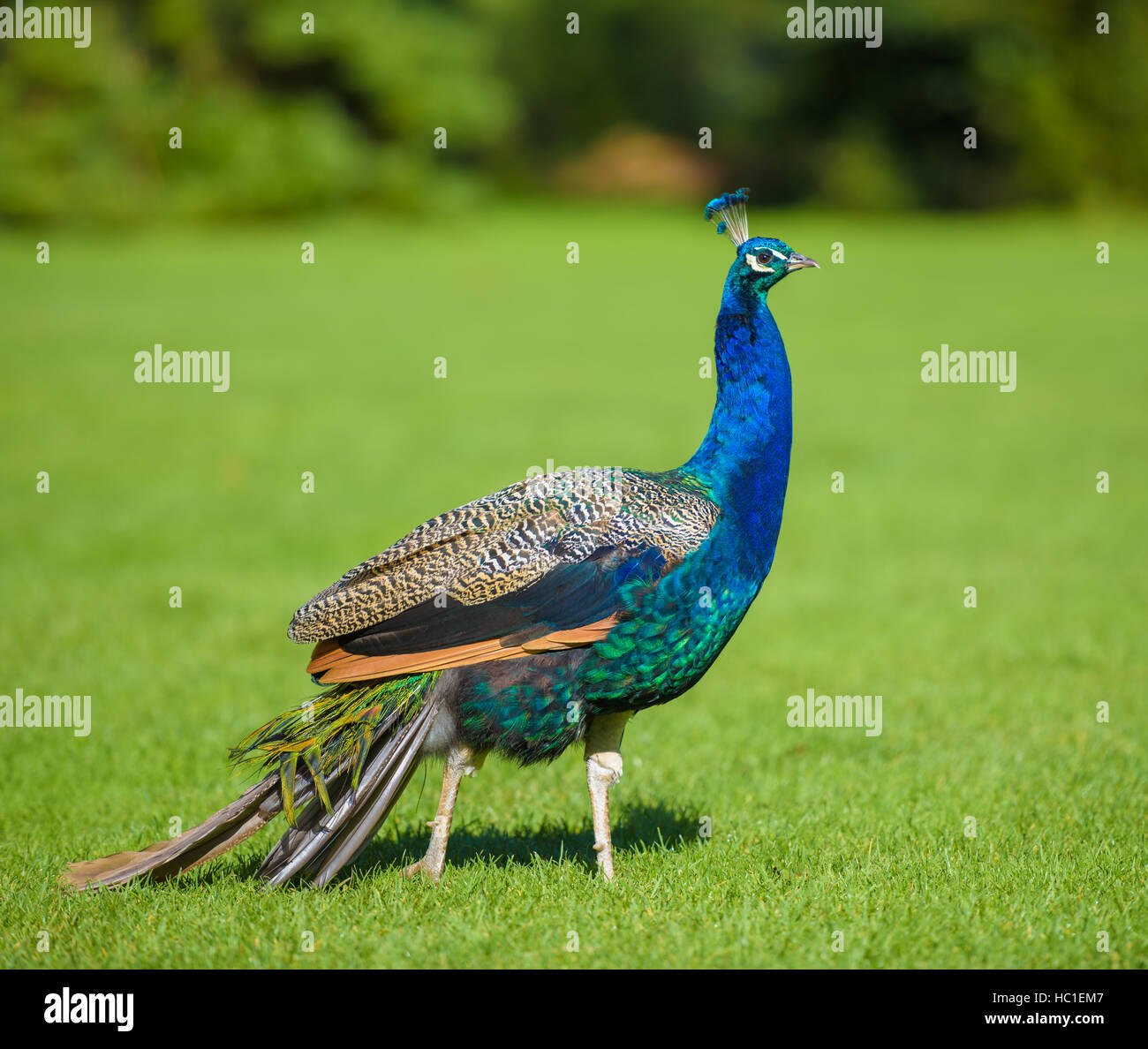 Magnificent vibrant peacock on grass, summer's day Stock Photo - Alamy