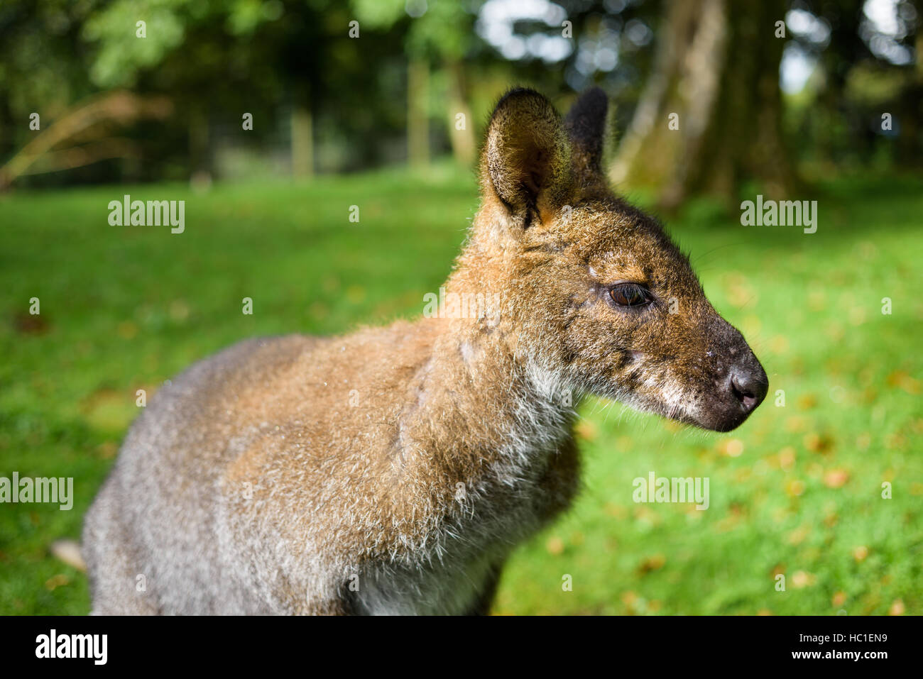 Wallaby up close and personal side view Stock Photo - Alamy