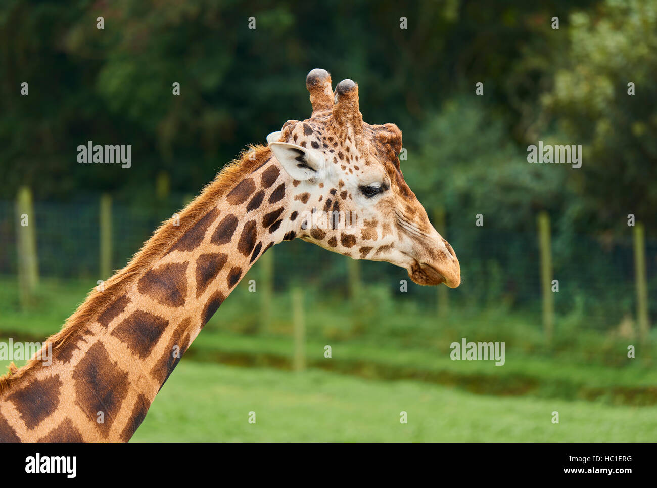 Giraffe neck hi-res stock photography and images - Alamy