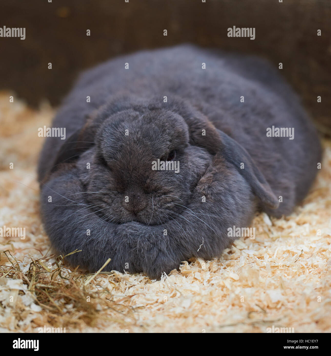 Dewlap hi-res stock photography and images - Alamy