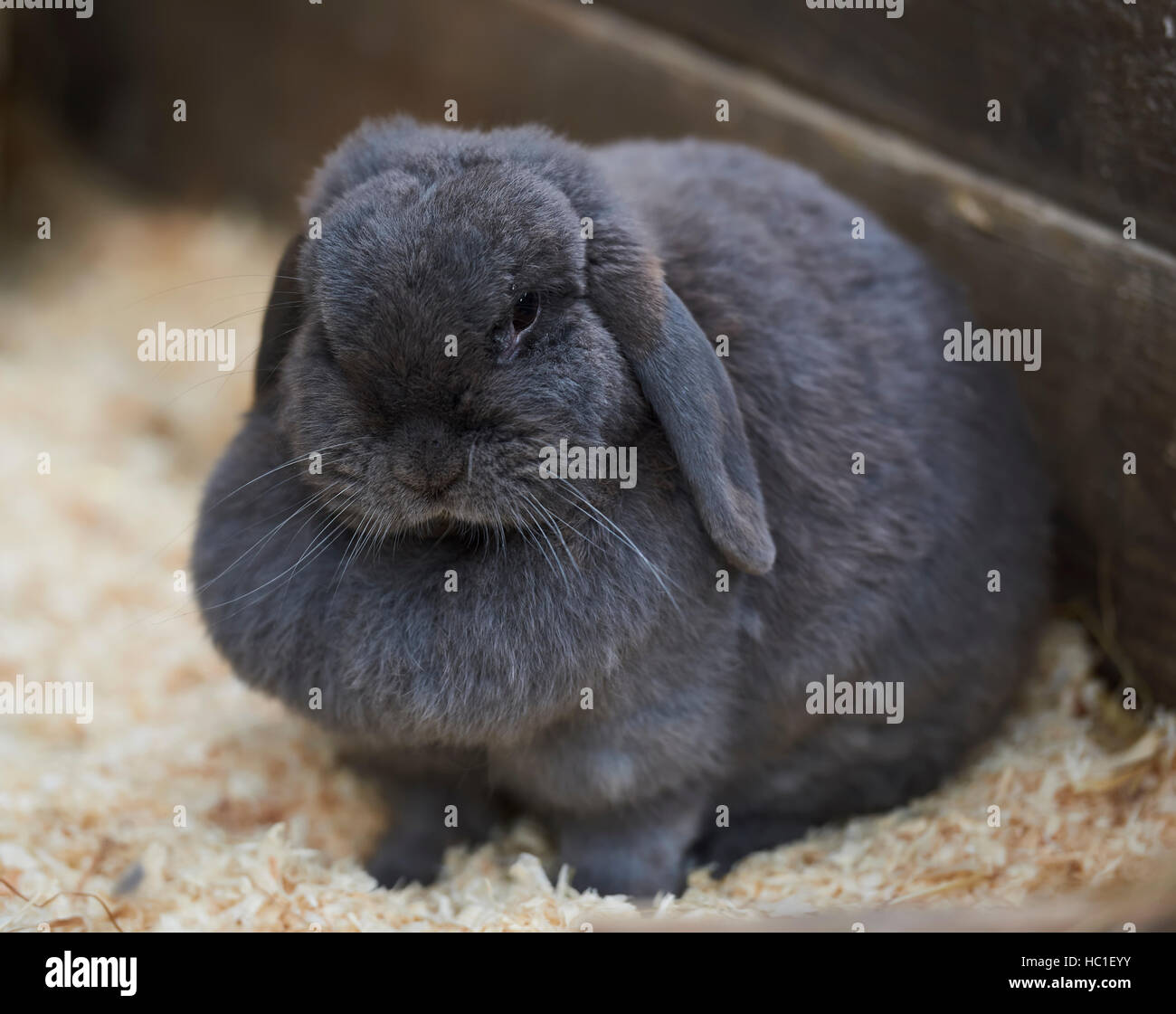 Sleepy Grey Dewlap Rabbit Stock Photo - Alamy