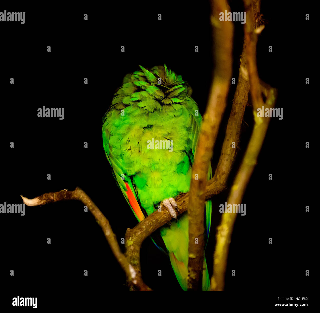 Apparently Headless Green Parrot on branch, Cutout Black Background ...