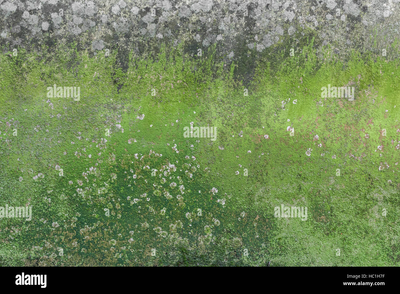 Old cracked decay wall background covered in green moss and mold Stock ...