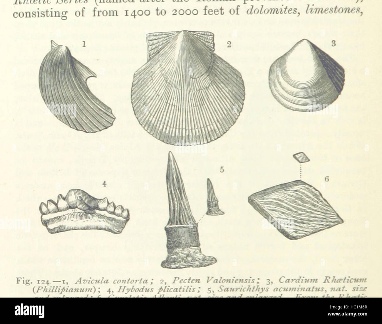 This page from 'An Intermediate Text-Book of Geology' explains rock ...