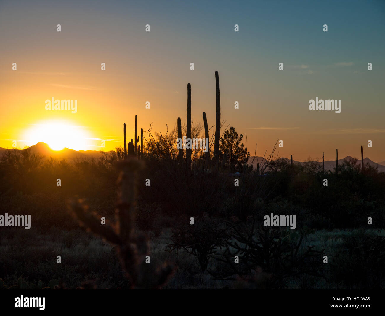 Saguaro Cactus Sunset Stock Photo - Alamy