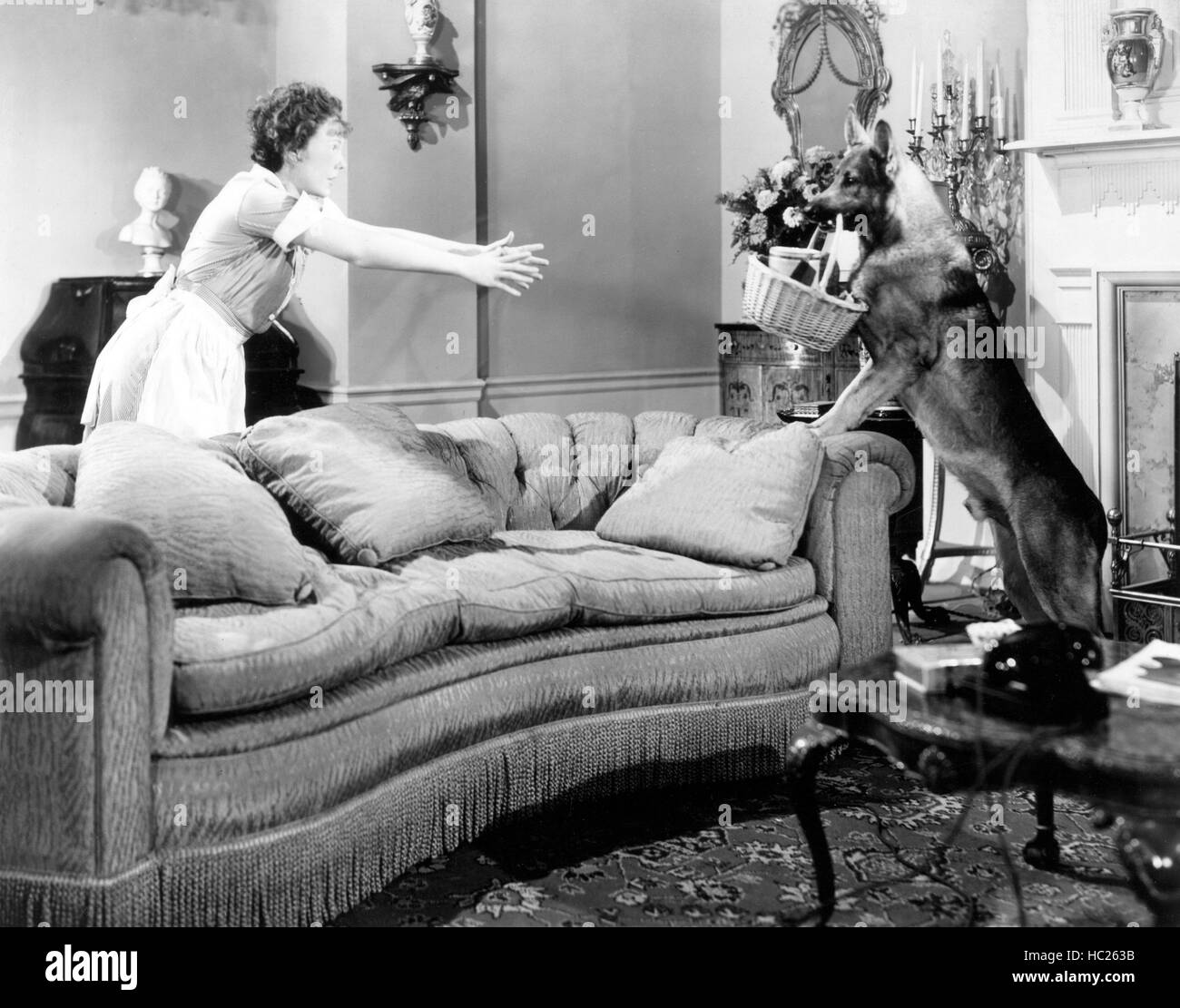 MY PAL WOLF, l-r: Claire Carleton, Grey Shadow, 1944 Stock Photo - Alamy