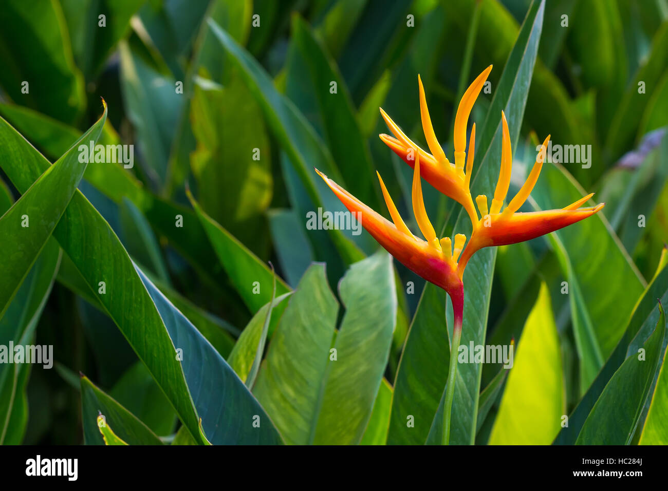 Heliconia Lobster-claws Flower in the garden Stock Photo - Alamy
