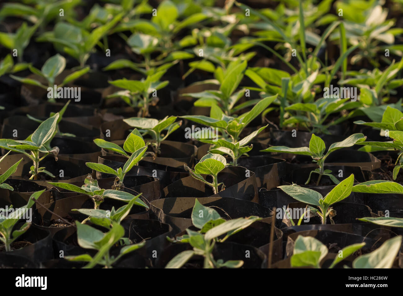 Plant sapling hi-res stock photography and images - Alamy