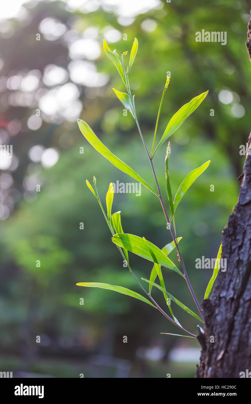Buds shoot hi-res stock photography and images - Alamy