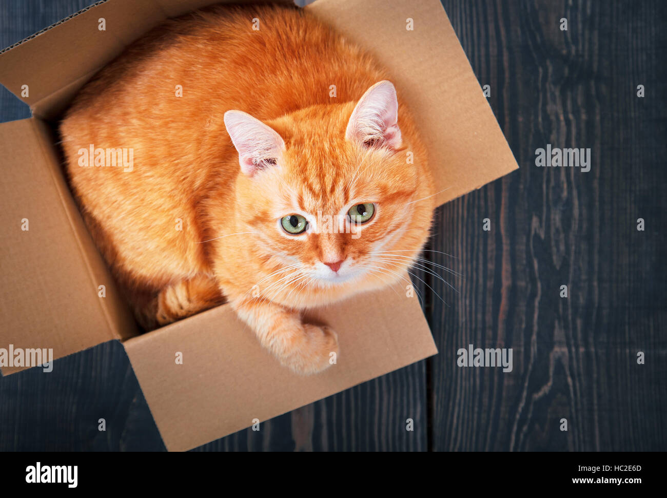 Cute red cat in a cardboard box on a background of wooden planks close ...