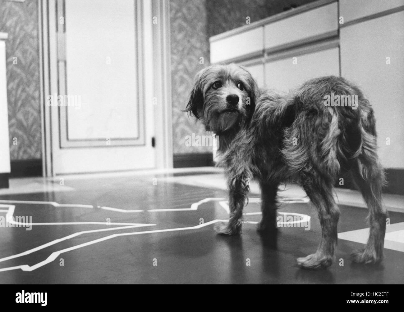 OH HEAVENLY DOG, Benji the dog, 1980, TM & Copyright (c) 20th Century ...