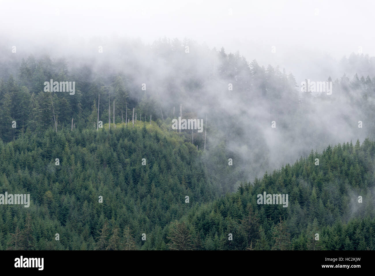 Clouds and forest, Western Oregon Stock Photo - Alamy