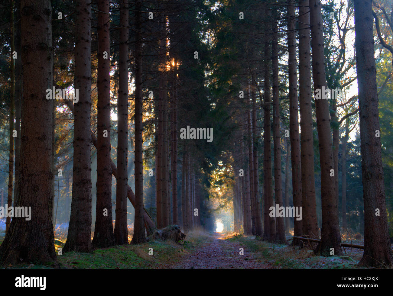 Tall straight trees hi-res stock photography and images - Alamy