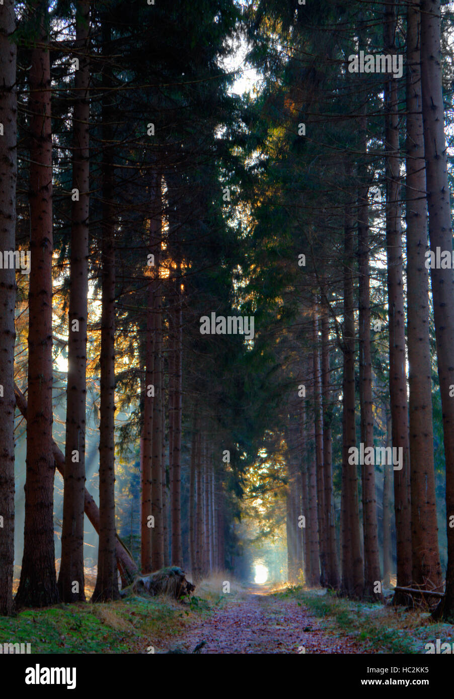 Path through a forest with tall pine trees on both sides, leading ...