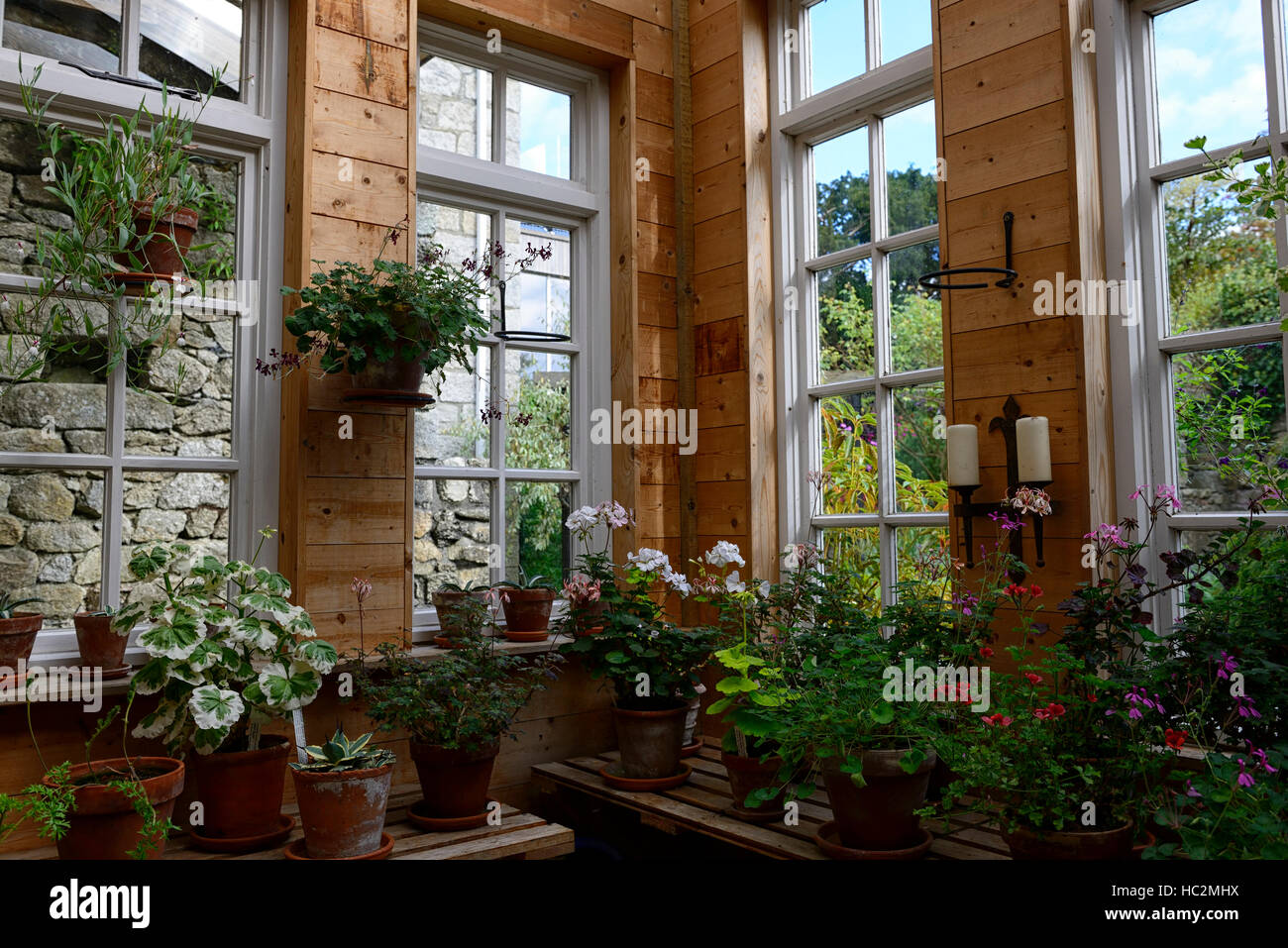 pelargonium pink flowers conservatory window tender protect protected ...