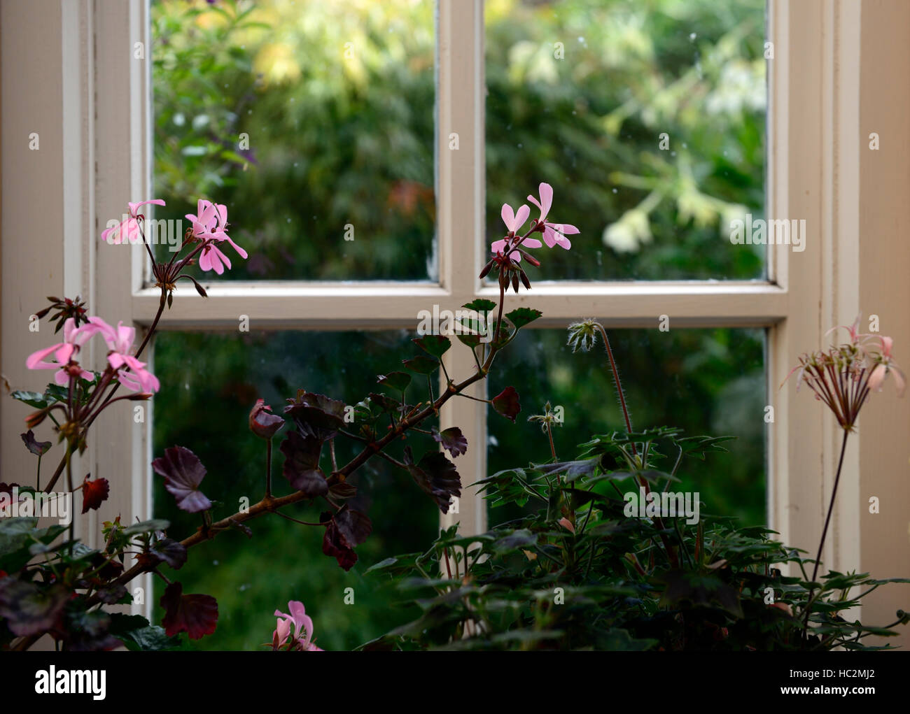 pelargonium pink flowers conservatory window tender protect protected ...