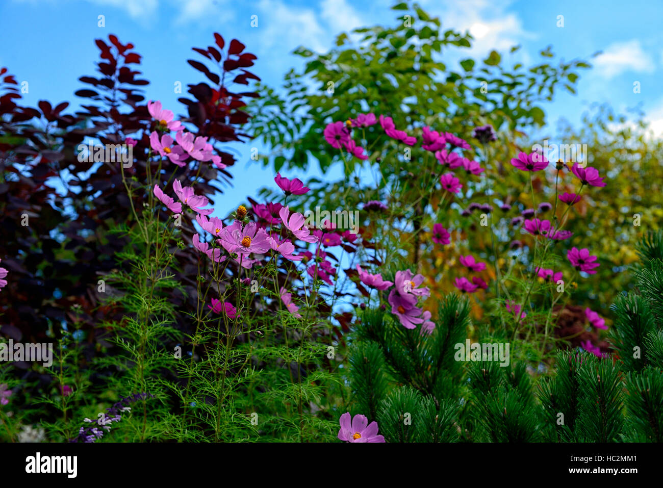 Purple cosmos flower hi-res stock photography and images - Alamy