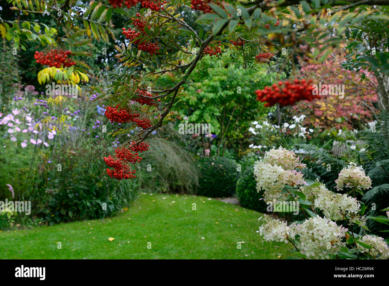 mix mixed bed border display hydrangea sorbus rowan tree RM Floral ...