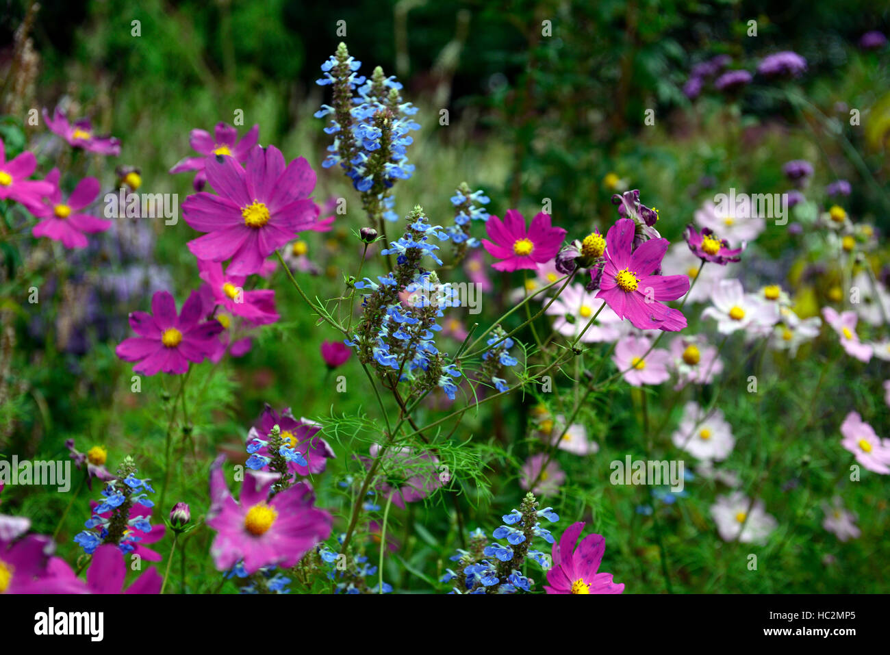 Salvia border hi-res stock photography and images - Alamy