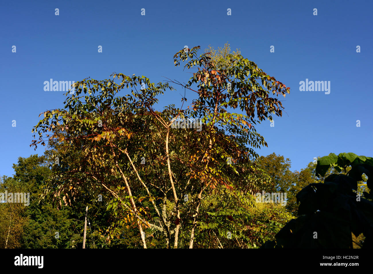 Very prickly stems High Resolution Stock Photography and Images - Alamy