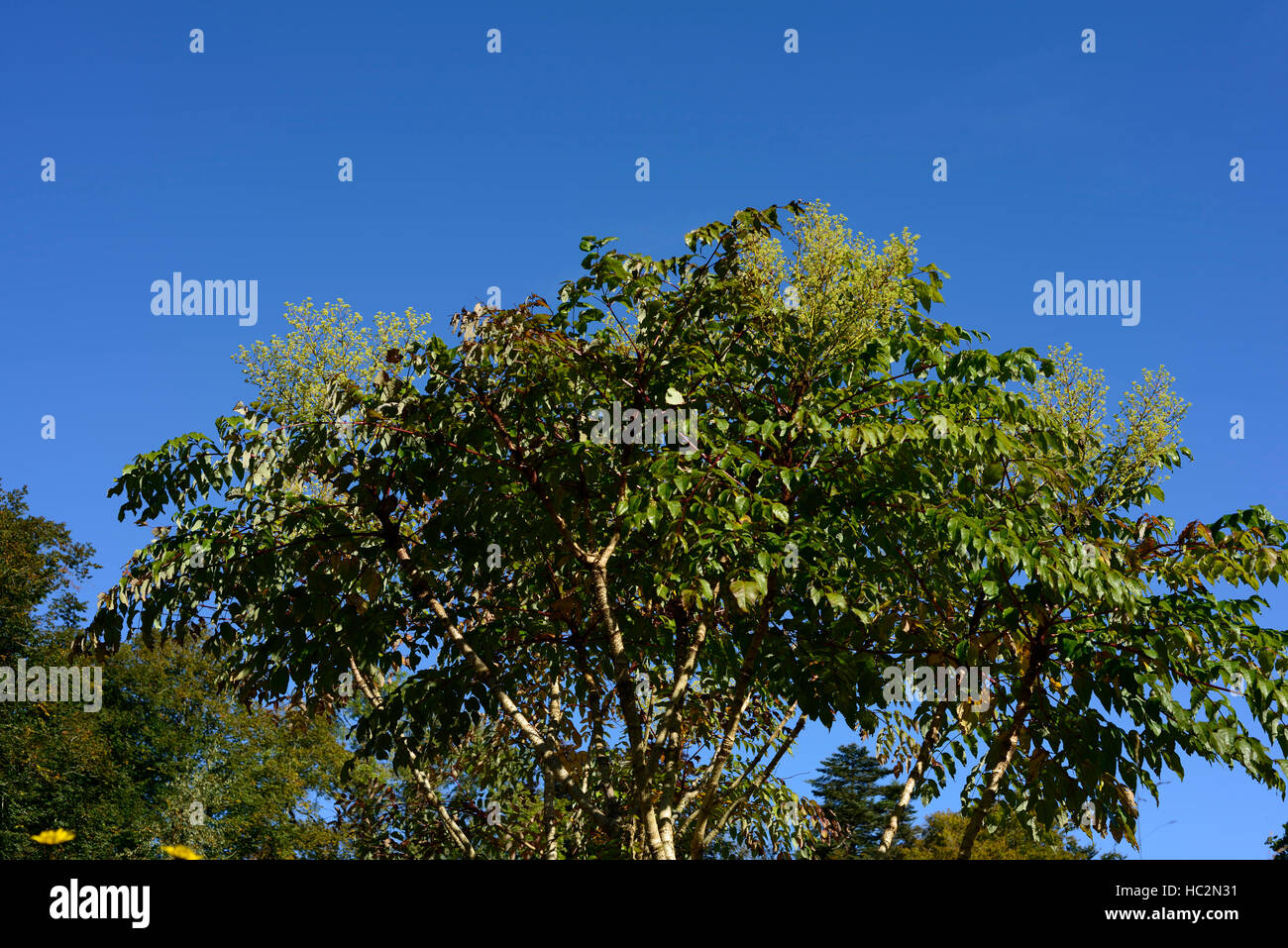 Aralia echinocaulis chinese tree prickly stem trunk branches rare RM ...