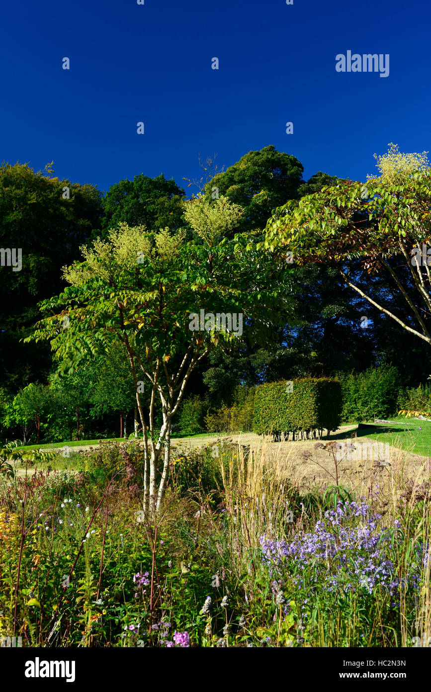 Aralia echinocaulis chinese tree prickly stem trunk branches rare RM ...