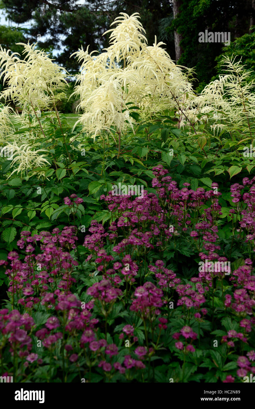 Aruncus Dioicus Garden High Resolution Stock Photography and Images - Alamy