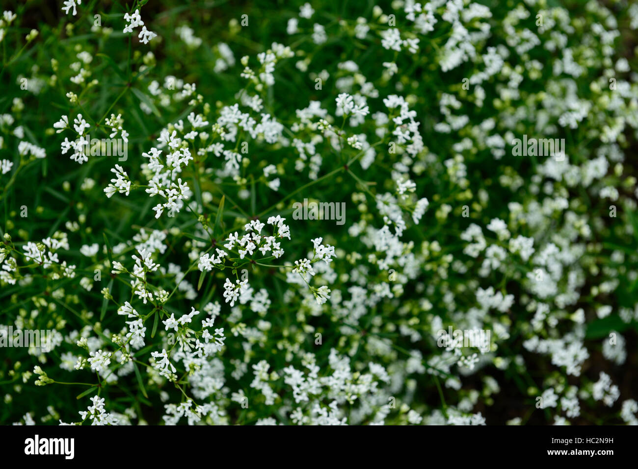 asperula hungarorum woodruff white flower flowers flowering spray RM ...