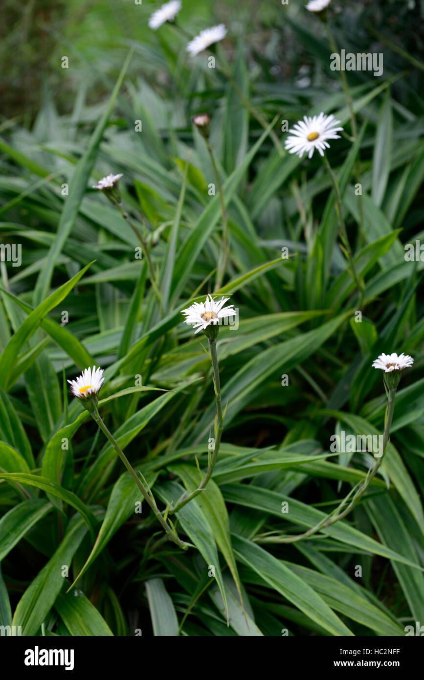 celmisia mackaui foliage leaves white flower flowers flowering plant ...