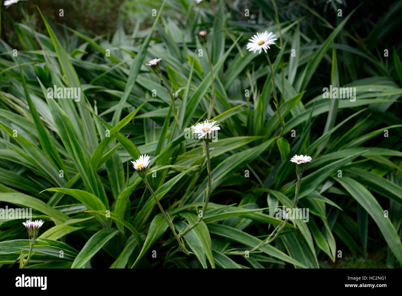 celmisia mackaui foliage leaves white flower flowers flowering plant ...