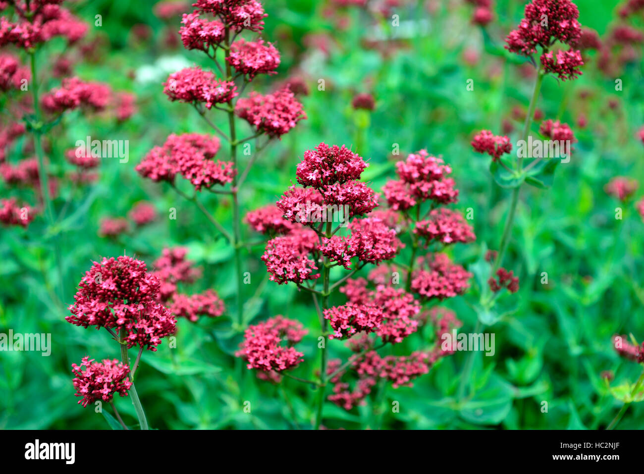 Scarlet flower hi-res stock photography and images - Alamy