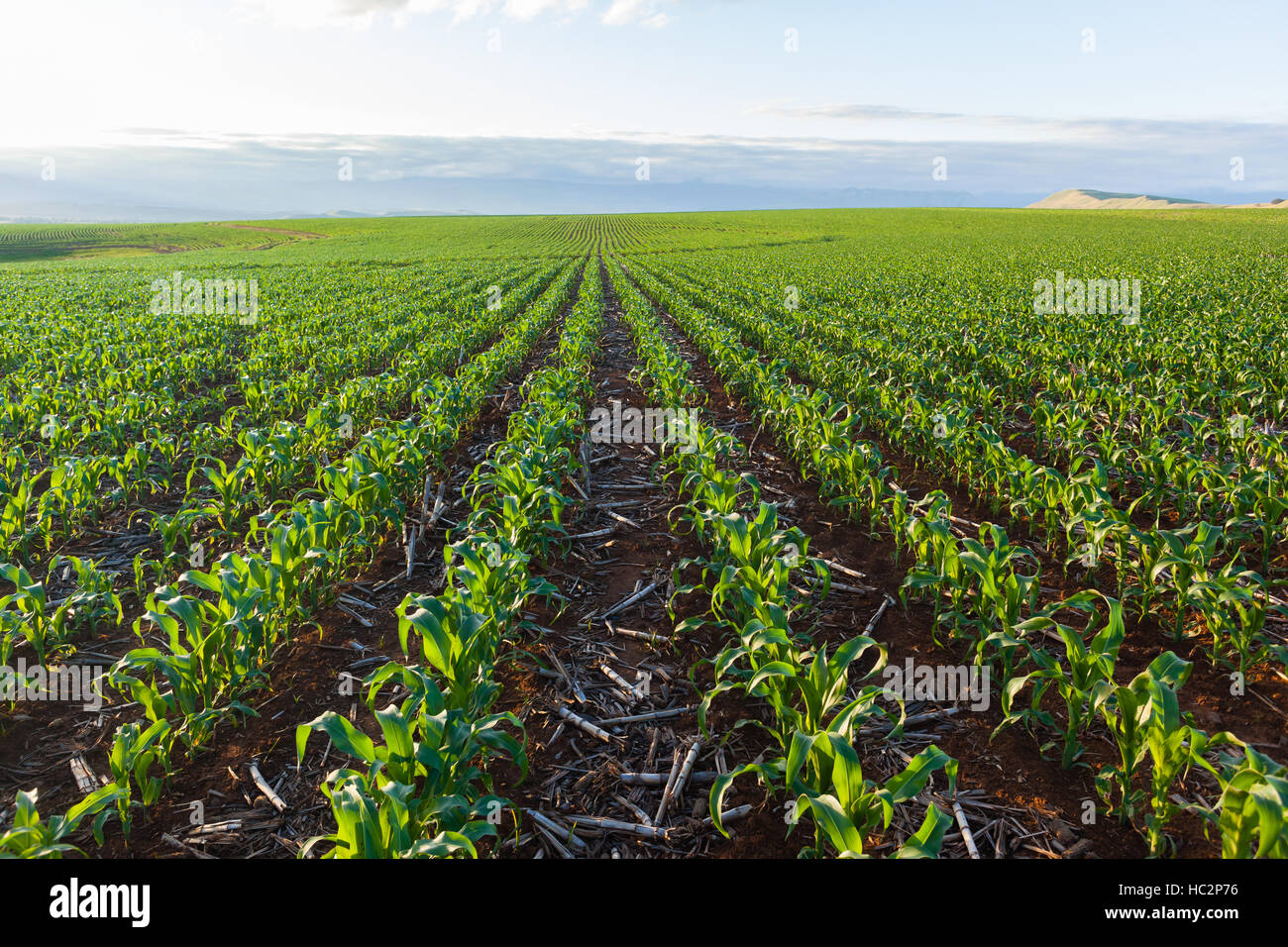 Farmlands maize corn young planted food crops over rural summer ...