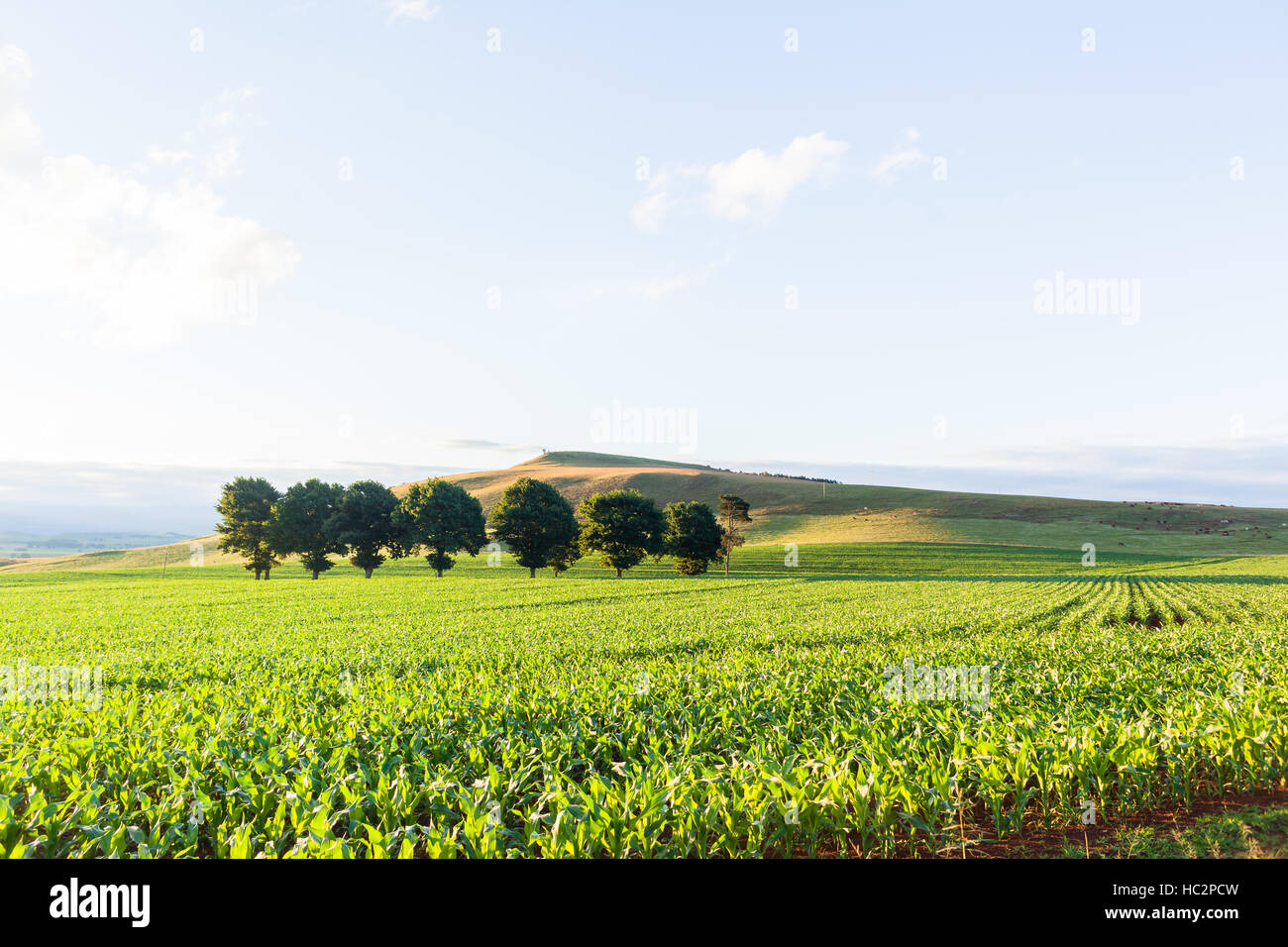 Food crops hi-res stock photography and images - Alamy