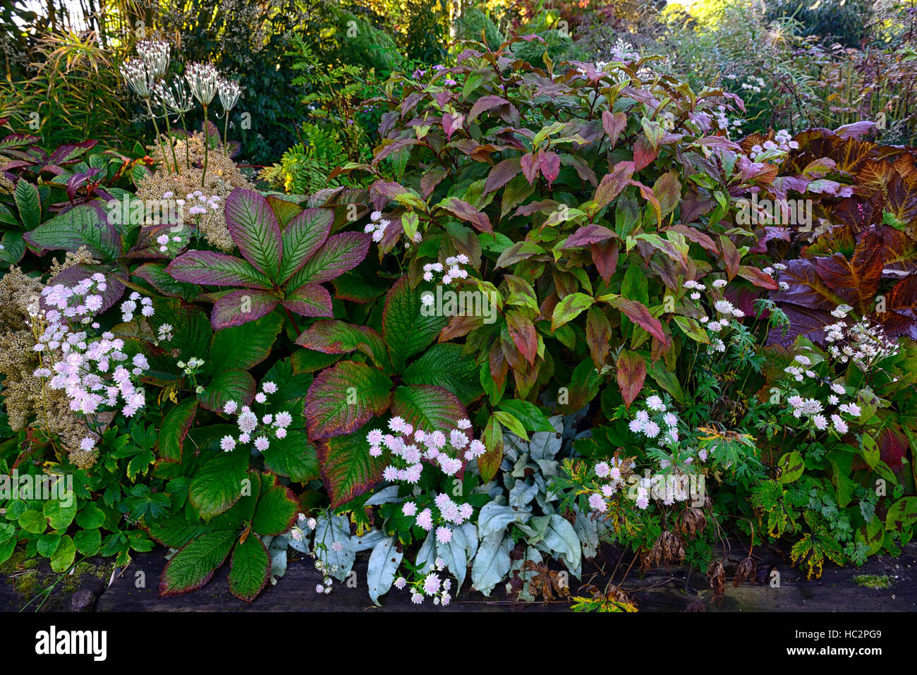 mixed planting scheme foliage leaves rodgersia pulmonaria astrantia ...