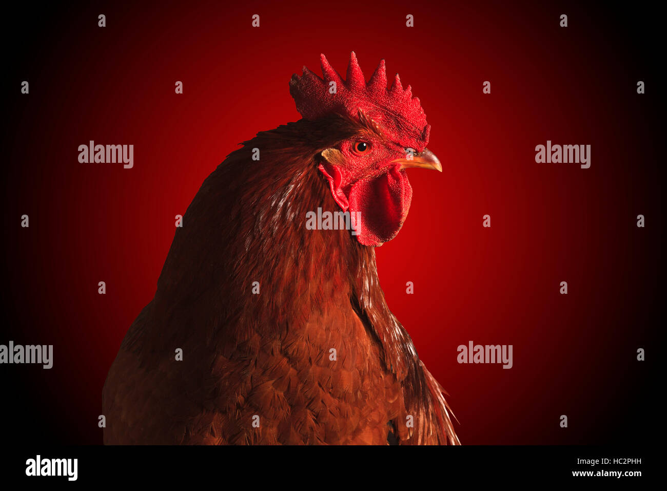 Fire rooster on red .Symbol of new year 2017,Chinese zodiac year of ...